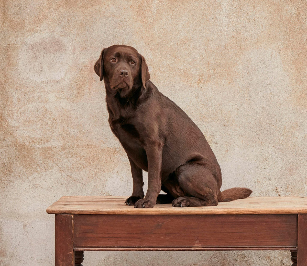 A Day with Truffles: Everyone’s Favorite Chocolate Labrador – Rhug Wild ...